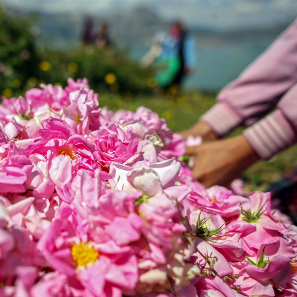 The Valley of Roses: The History of the Damascena Rose – Testament Beauty